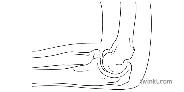 Upper Bones Elbow Humerus Arm Joint Bone Limb Anatomy Region Figure ...