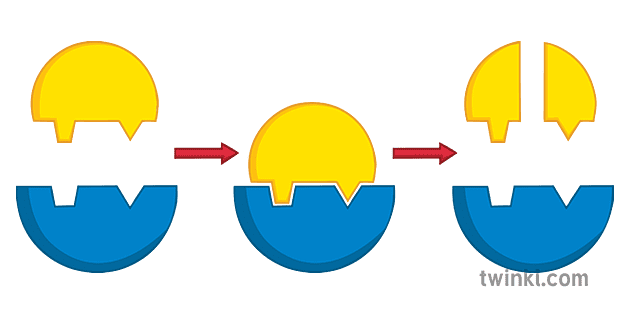 Enzyme Illustration - Twinkl