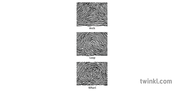 Fingerprint Types Science Arch Loop Whorl Detective Crime KS3 KS4