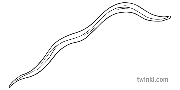 flatworm 3 insect science secondary bw rgb Illustration - Twinkl