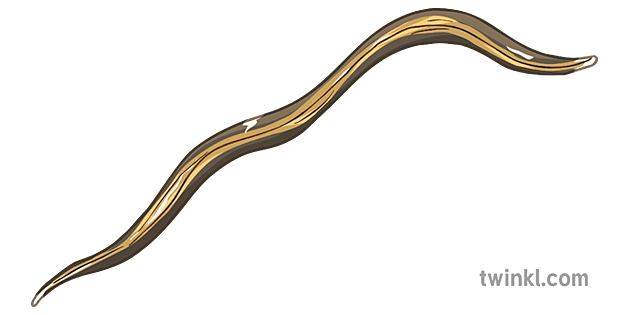 Flatworm 3 Insect Science Secondary Illustration - Twinkl