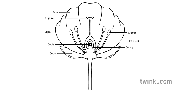 flor estructura etiquetada en blanco y negro 2 Illustration - Twinkl