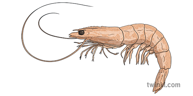 Food Chain Habitat Mats Shrimp - Twinkl