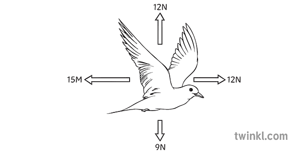 force acting on a bird in full flight science diagram ks3 ks4 bw rgb