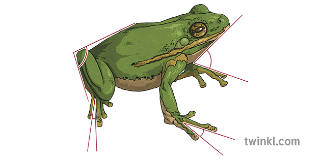 Frog Angles Illustration - Twinkl