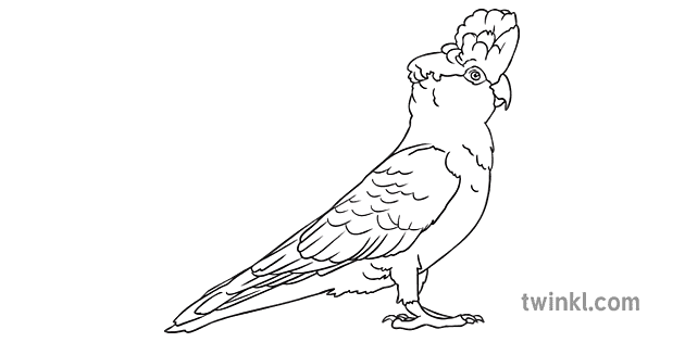 galah eye Australia igbo ṣii oju ẹranko ks1 dudu ati funfun rgb ...