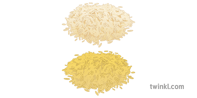 Golden Rice Illustration - Twinkl