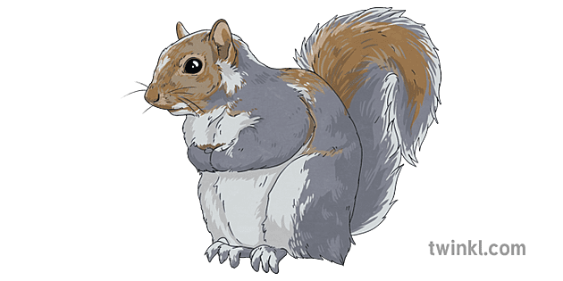 Gray Squirrel Illustration