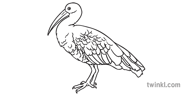 hadeda ibis bird animal south african birds open eyes ks1 black and ...