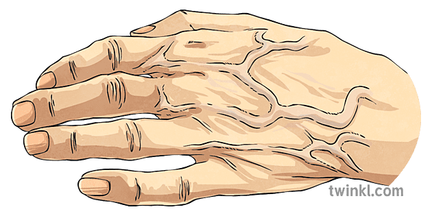 main avec veines Illustration - Twinkl