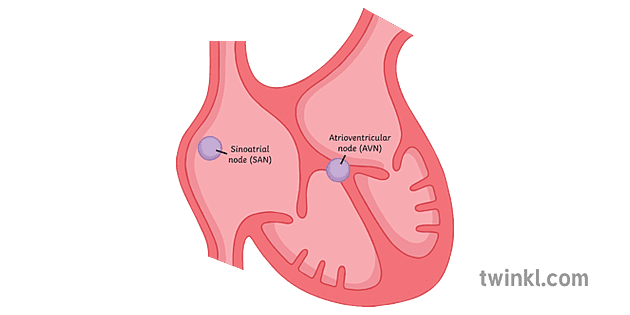 हार्ट पेसमेकर नोड्स विज्ञान रेखाचित्र जीवविज्ञान माध्यमिक Illustration