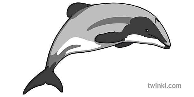 hectors or mauis dolphin Illustration - Twinkl