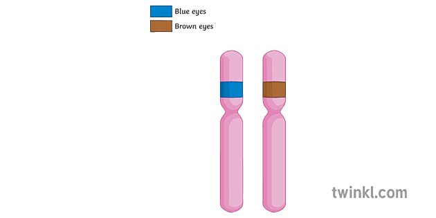 Heterozygous Alleles