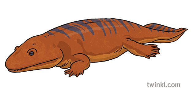 Ichthyostega 1 Ilustração - Twinkl