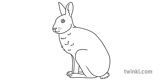 Irish Hare Black and White RGB Illustration - Twinkl
