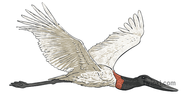 jabiru Illustration - Twinkl
