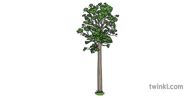 kahikatea tree plant nature native new zealand trees ks1