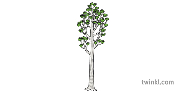 Kauri Tree Illustration - Twinkl