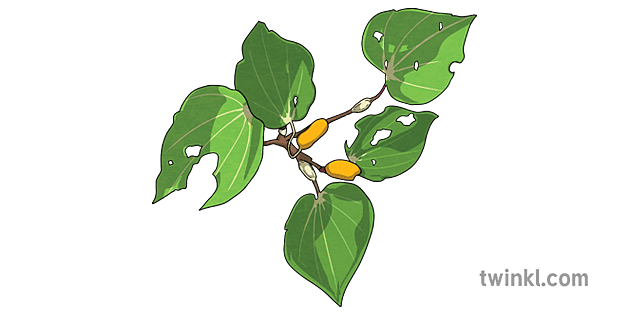 kawakawa растение растение традиционно мори кай нова зеландия ks2 ...