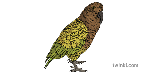 kea chim núi cao vẹt động vật côn trùng new zealand ks2