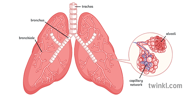 Lungs and Alveoli Science Diagram Biology Secondary