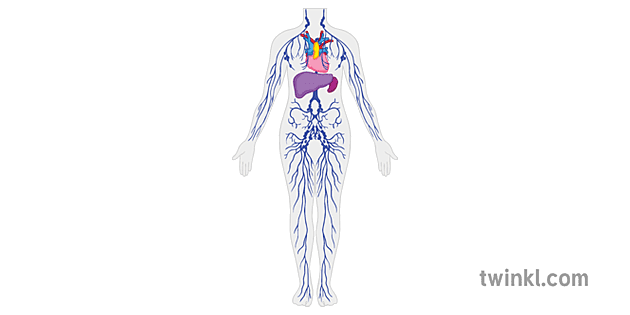Lymphatic Cells Diagram Science Secondary - Twinkl