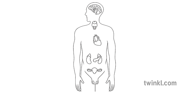 Major Endocrine Glands Diagram Science Biology Huamn Body Beyond Black and