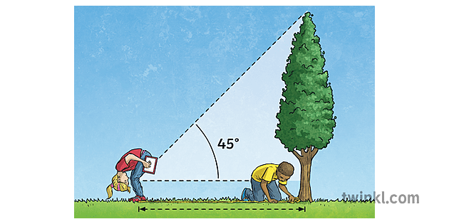 Measuring Tree Height Illustration Measuring Tree Height Illustration