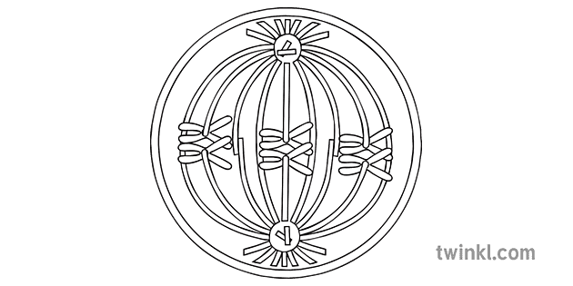 metafase i meiosis blanco y negro - Twinkl