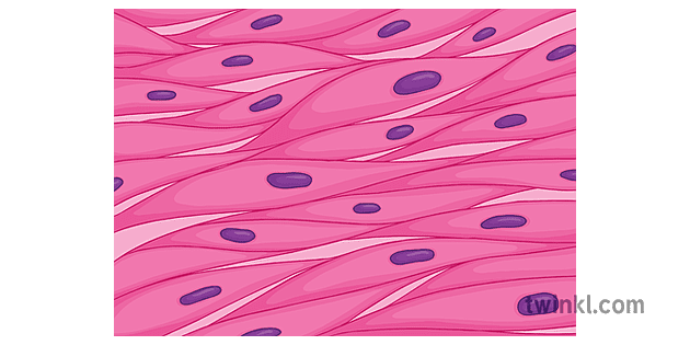 músculo células corpo humano biologia ciência ks4