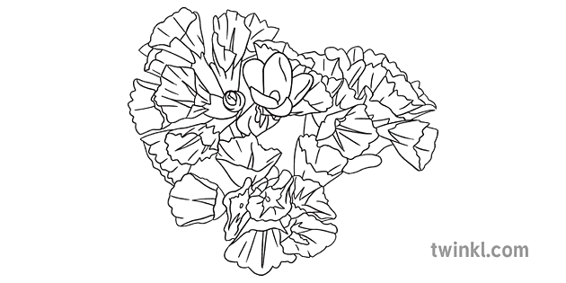 National Flower of Qatar Qataf Black and White RGB - Twinkl