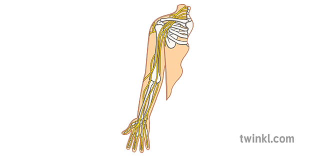 nervios del brazo diagrama anatomia biologia cuerpo humano aus ks1 ...
