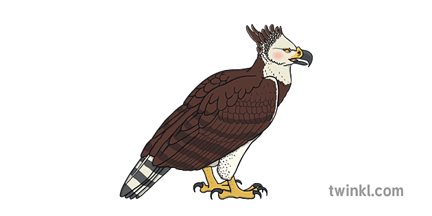 Selandia Anyar punah manuk spanduk haast elang ks1 Illustration - Twinkl