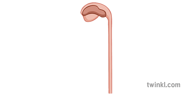 esófago Illustration - Twinkl