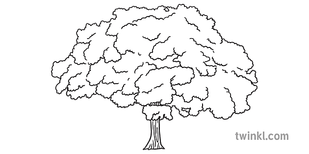 Philippine Narra Tree Black and White RGB Illustration - Twinkl