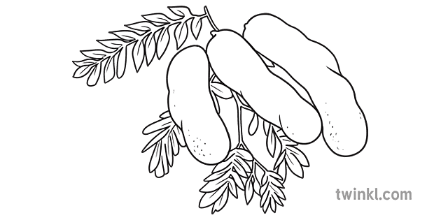 Philippine Sampaloc Tamarind Pod Black and White RGB Ilustración - Twinkl