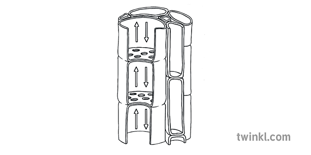 floema blanco y negro 2 Illustration - Twinkl