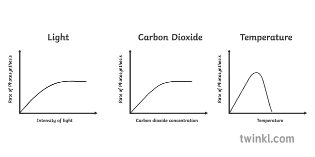 fotosintesis had faktor grafik sains sekunder bw rgb Illustration - Twinkl