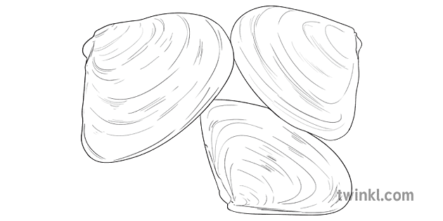 pipi shell 传统 森 凯 新西兰 KS2 黑白RGB - Twinkl