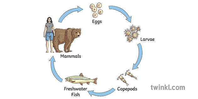 platyhelminthes life cycle animal annelids nematodes and platyhelminthes