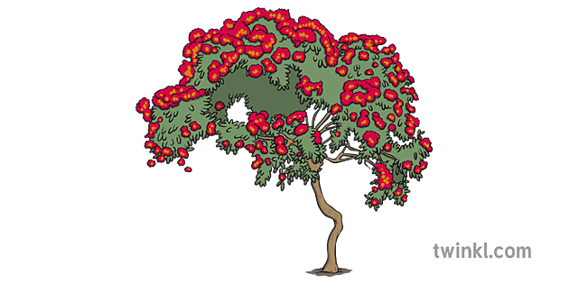 Pohutukawa Tree Illustration - Twinkl Pohutukawa Tree Illustration - Twinkl