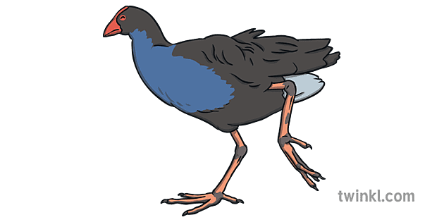 pukeko Illustration - Twinkl
