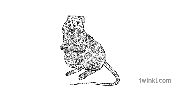 quokka mindfulness rodent australia mammal biped ks2 Illustration - Twinkl