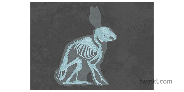 radiografía de conejo Ilustración