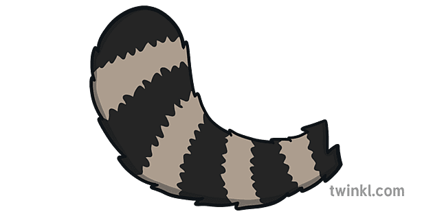 Raccoon Tail Illustration - Twinkl