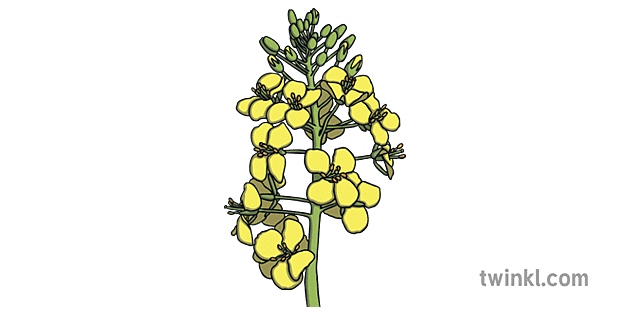 raps plante olje raps Illustration - Twinkl