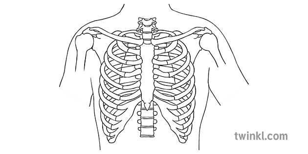 rib cage diagram science secondary bw rgb Illustration - Twinkl