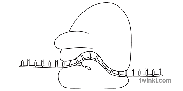 Ribosome Science Cell Diagram Beyond Black and White RGB Illustration