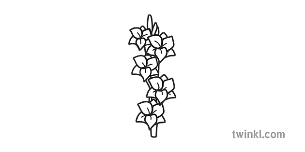 Sym Gladiola Bw Illustration Twinkl