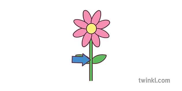 Sym Stem Colour Illustration Twinkl